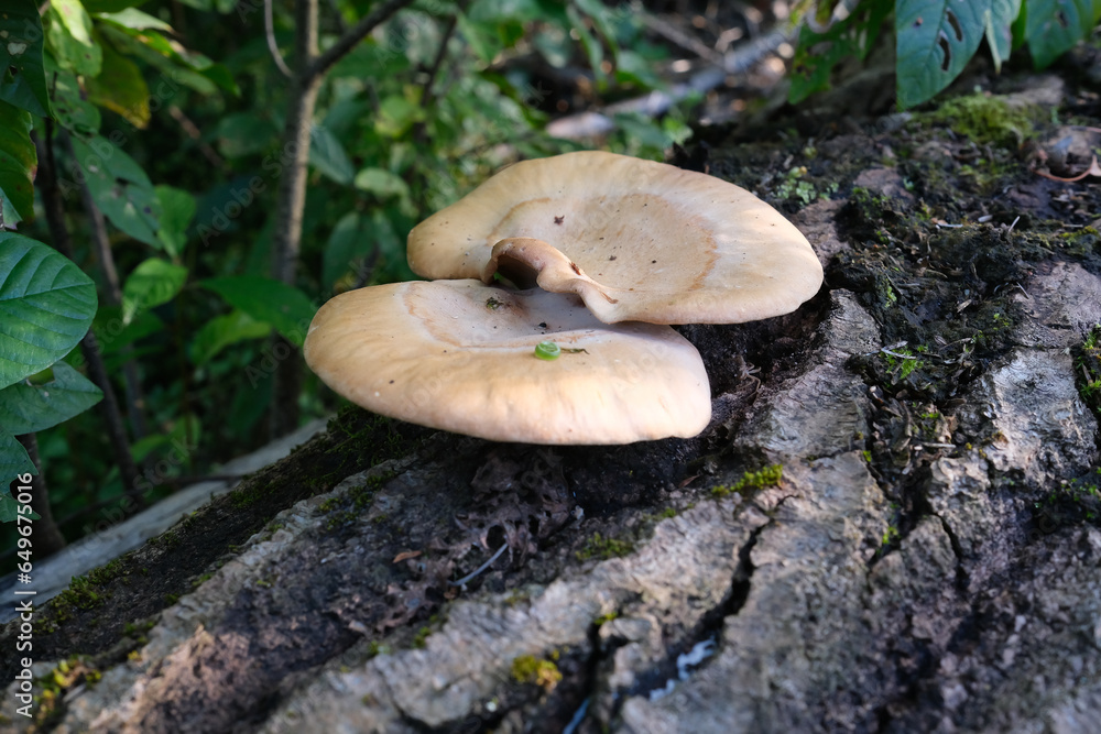 Panus conchatus, commonly known as the lilac oysterling, smooth panus ...