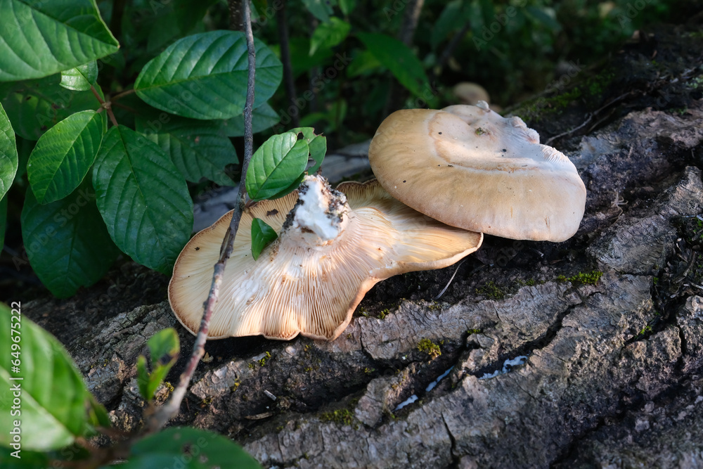 Panus conchatus, commonly known as the lilac oysterling, smooth panus ...