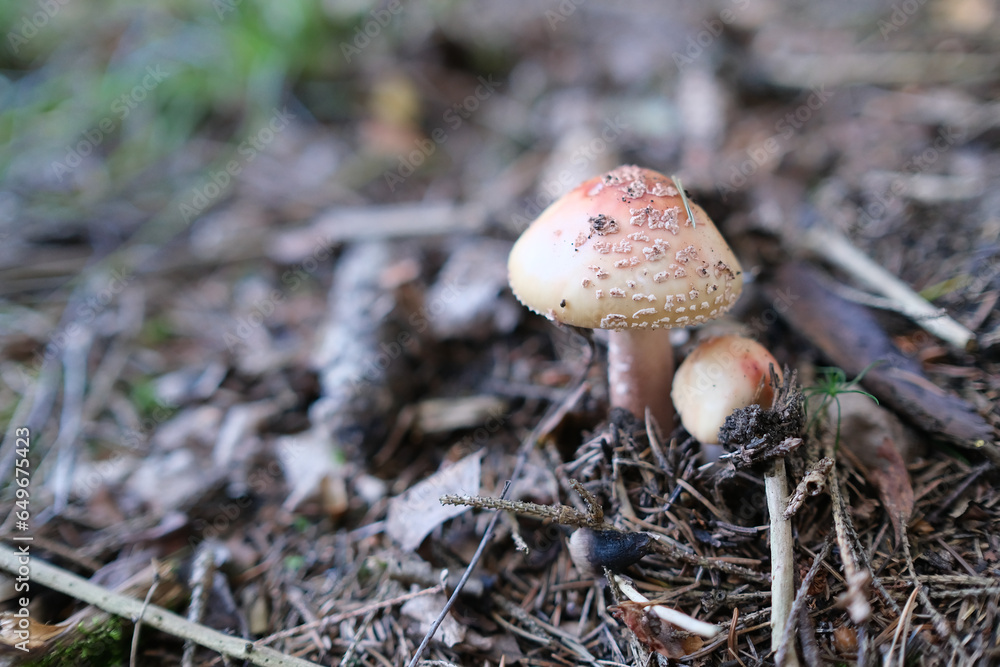 Amanita rubescens, known as blushing amanita. Mushrooms in the natural ...