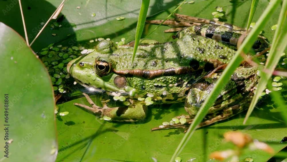 Close-up shot of a pool frog (Pelophylax lessonae) resting on lily pads ...