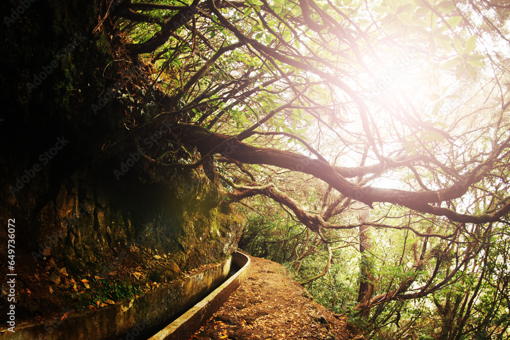 Madeira levada background. Madeira island landscape. Sun beam shine ...