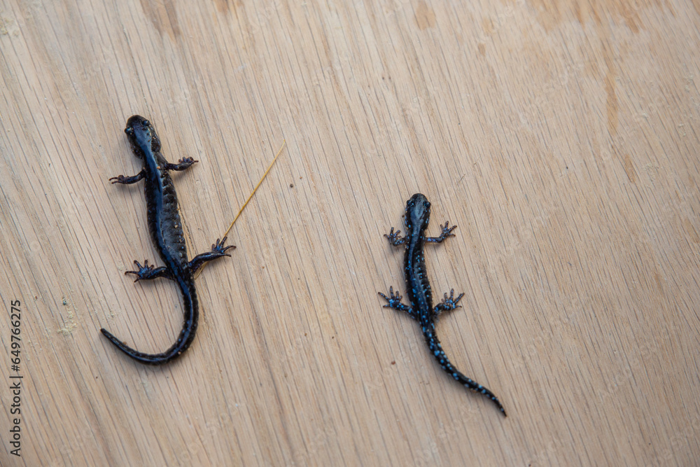 Two Black Salamanders on a wooden surface in North America. Stock Photo ...