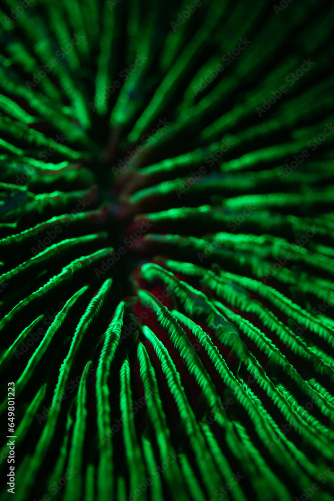 A mushroom coral, Fungia sp., fluoresces while under blue light ...