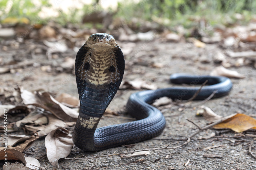 Venomous snake dangerous neurotoxin. Monocled Cobra (Naja kaouthia ...
