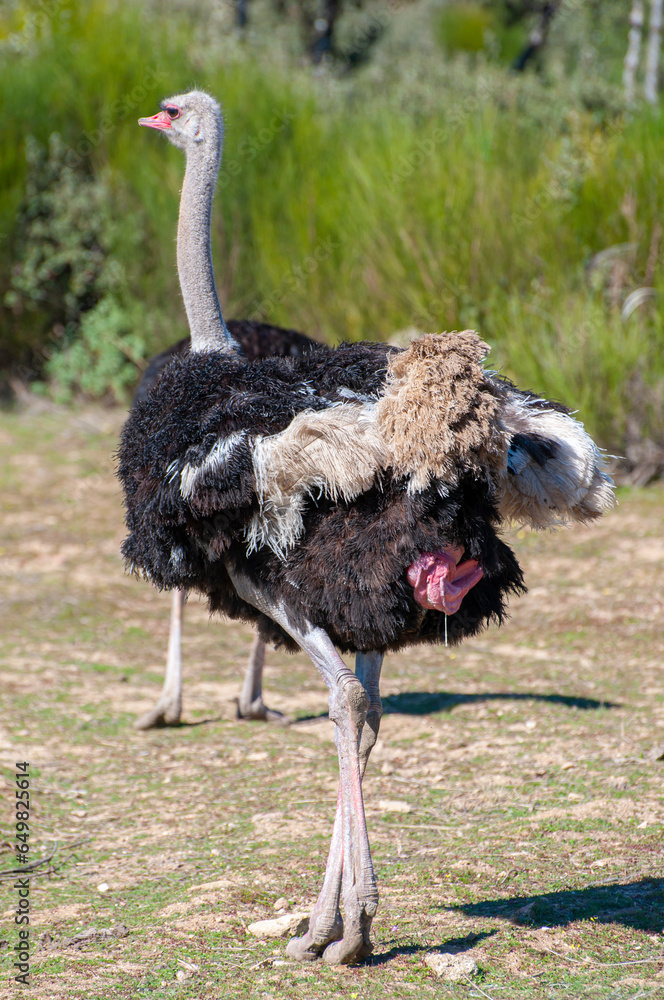 Intimate portrait, depth in its gaze. Curiosity and wonder in nature's ...