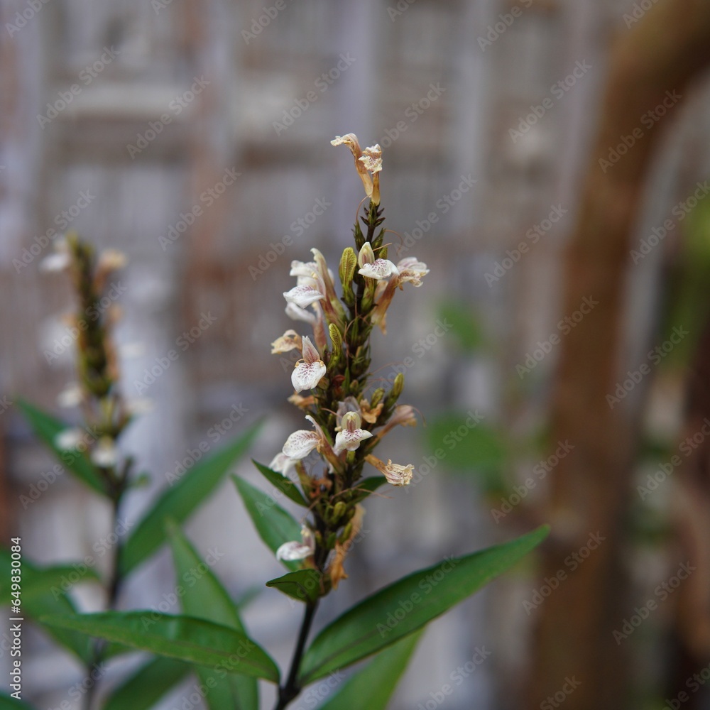 Foto de A herbal plant called Justicia gendarussa or (Gandarusa, Willow ...