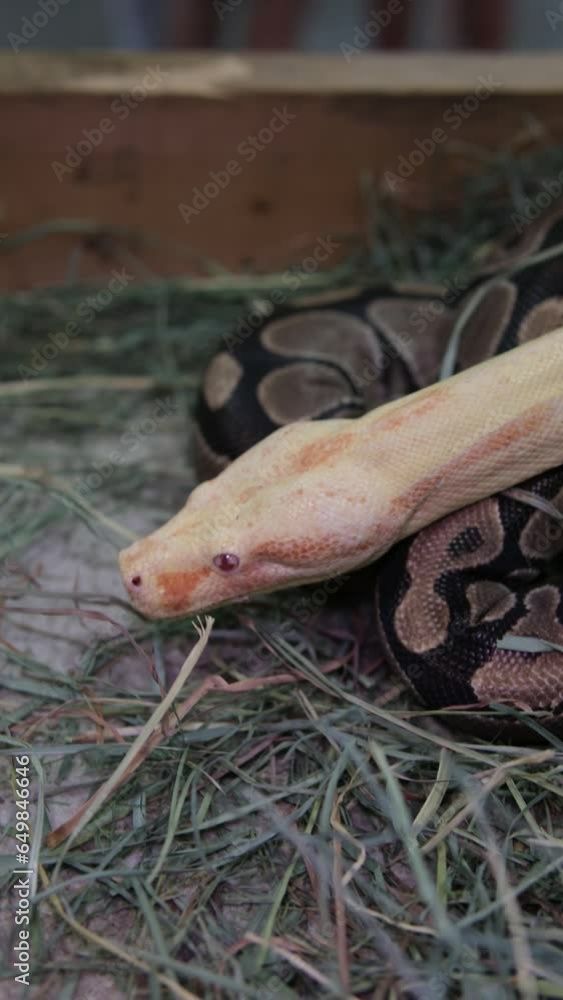 Footage of An Albino Ball Python snake in lying still and breathing ...