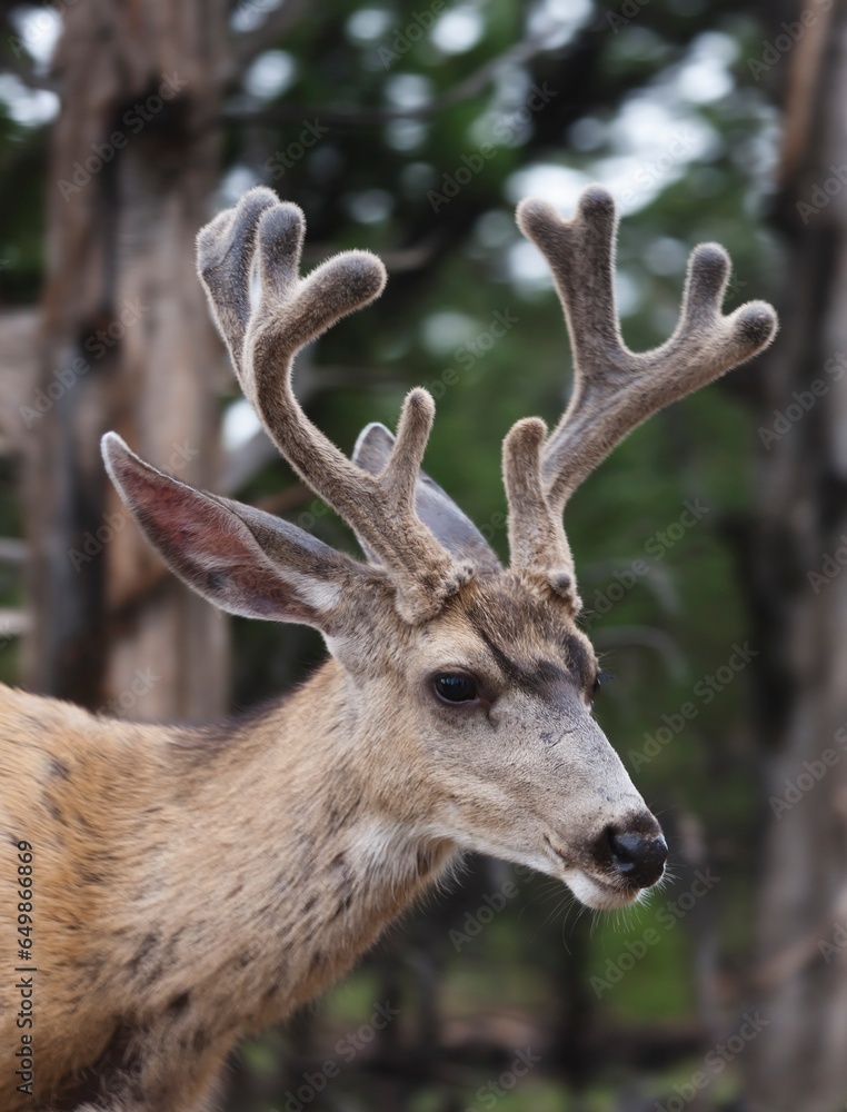 Mule Deer Buck (Odocoilus Hemionus) With Antlers In Velvet In Pinon ...