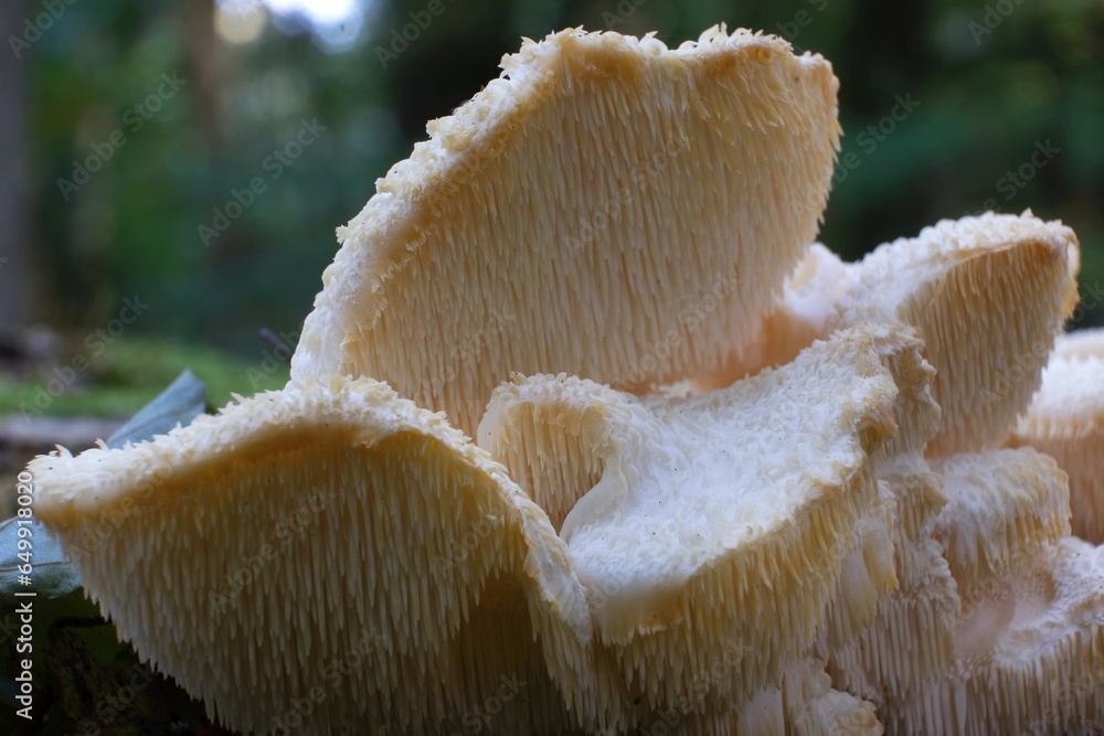 Amazing mushroom Hericium cirrhatum is a saprotrophic fungus, commonly ...