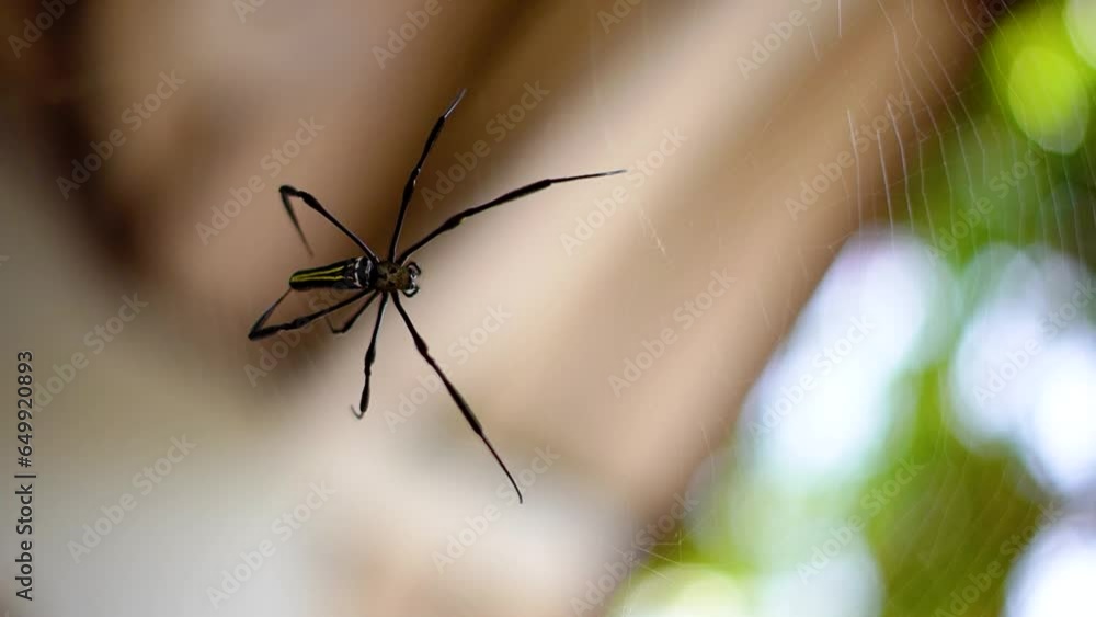 Close up of a spider making a nest using its web. Focus and bokeh of a ...