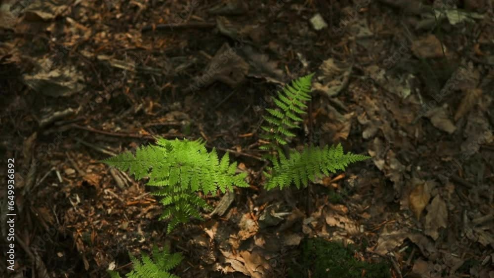 Beautiful fern leaf texture in nature. Natural ferns blurred background ...