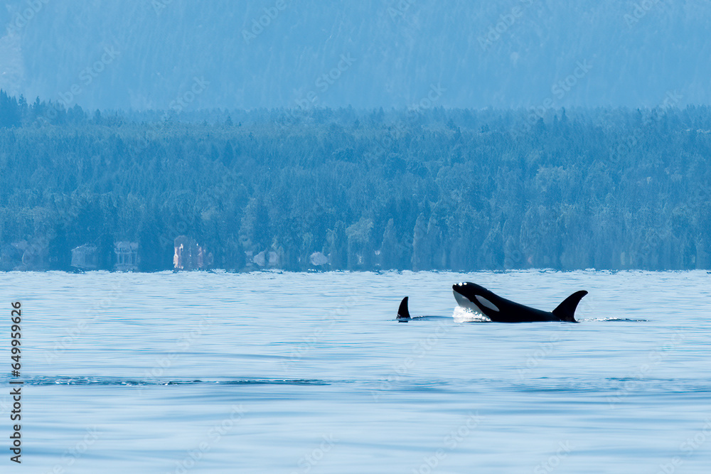 Northern Resident Orca pop up A Northern Resident Orca pops out of the ...