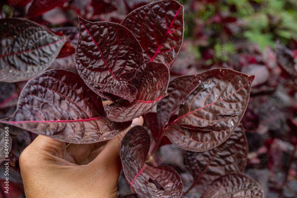 Iresine herbstii bloodleaf tropical plant on the forest. The photo is ...