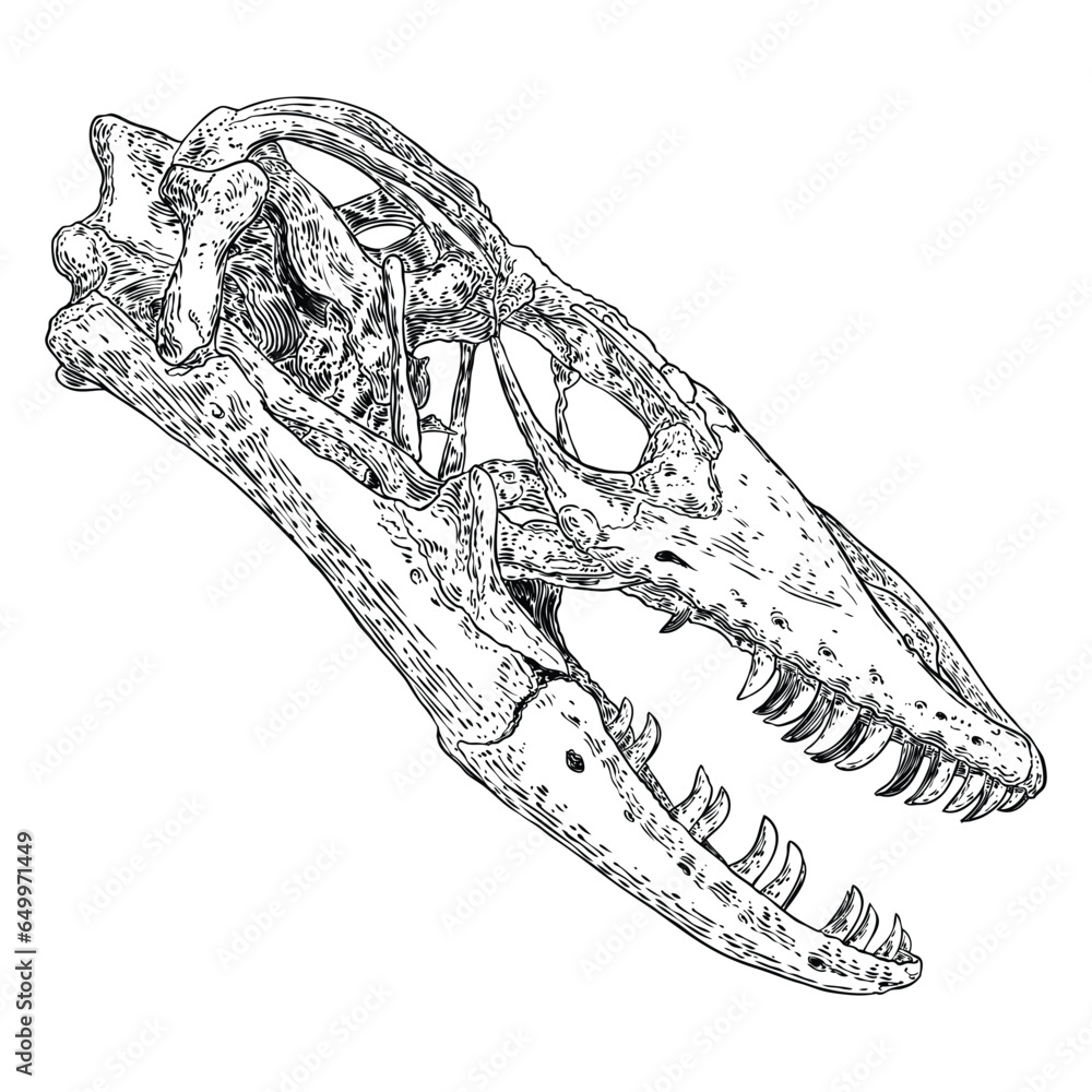 Komodo dragon lizard skull. Anguimorphs with big teeth. Water monitors ...