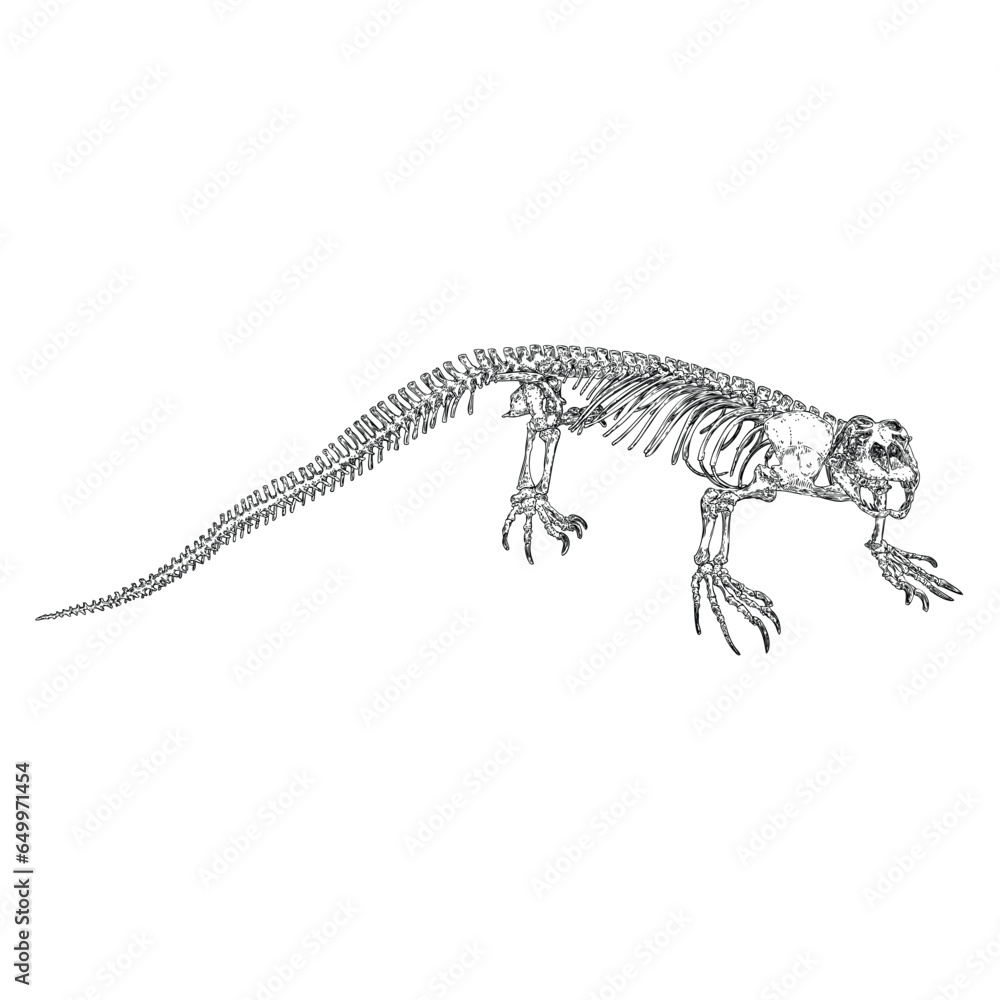 Komodo dragon lizard skeleton and skull. Anguimorphs with big teeth ...