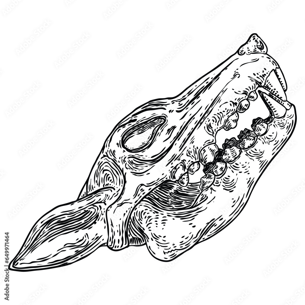 Coyote skull or wolf skull. Dead animal bone head engraving hand ...