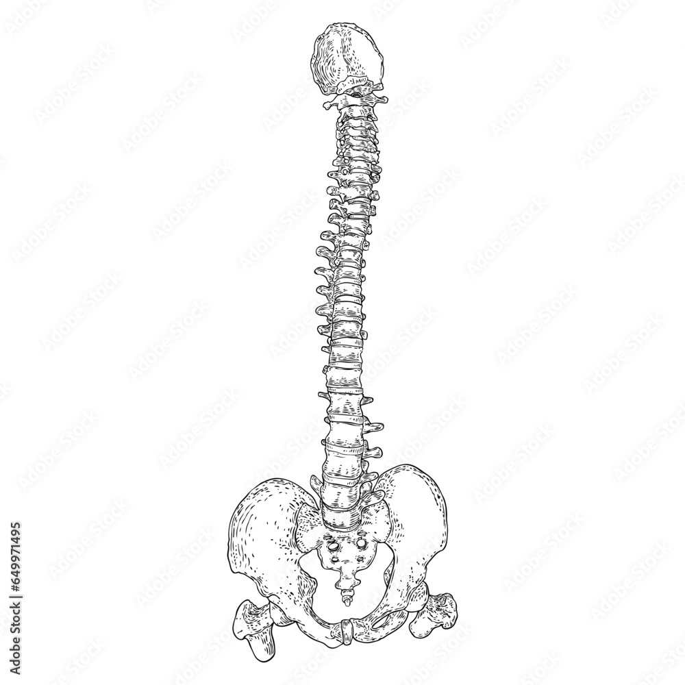 Human spine bones anatomy with Intervertibral disks, Cervical, Thoracic ...