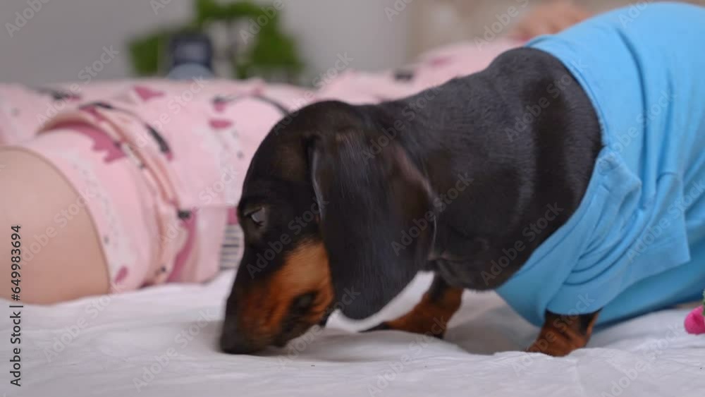 dog licking crumbs on snow-white bed near owner woman in pajamas ...