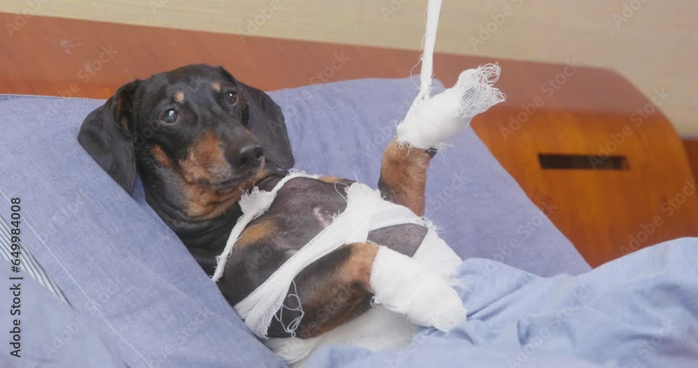 Dog with bandaged paw in cast lies on bed, rehabilitation after injury ...