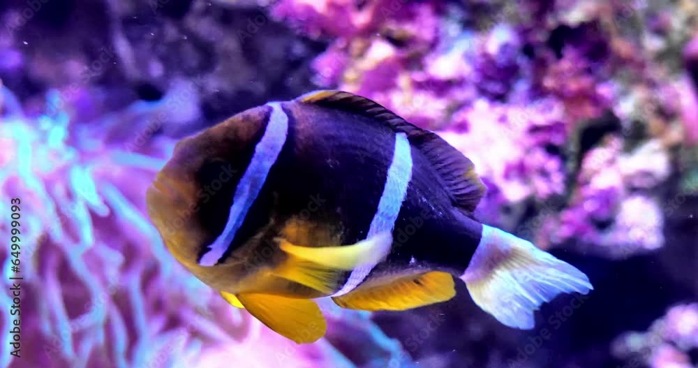 Amphiprion clarkii is a beautiful species of clownfish, known for its ...