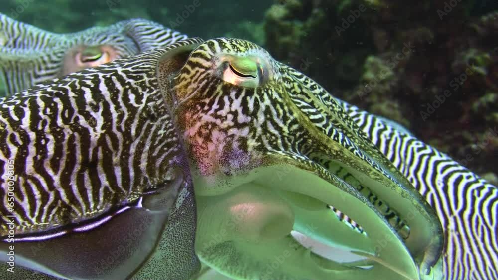 Courtship behavior of Pharaoh cuttlefish. Male and female face opposite ...
