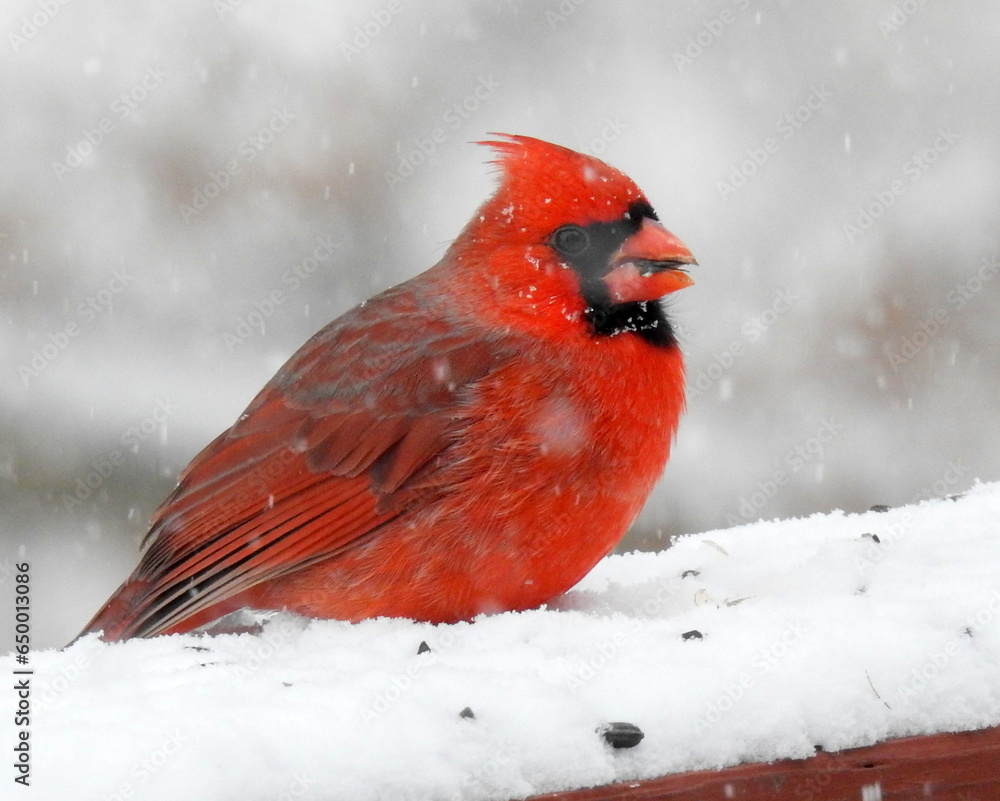 Northern Cardinal (Cardinalis cardinalis) Backyard Bird of North ...