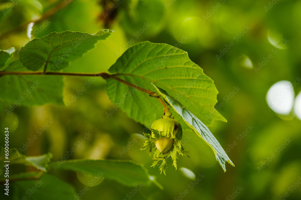 Noch unreife Haselnüsse zwischen grünen Blättern im Strauch / Baum - Haselnuss und grüne Blätter ...