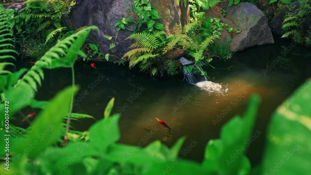 Landscape design garden. Beautiful fish swim in a natural pool in the ...