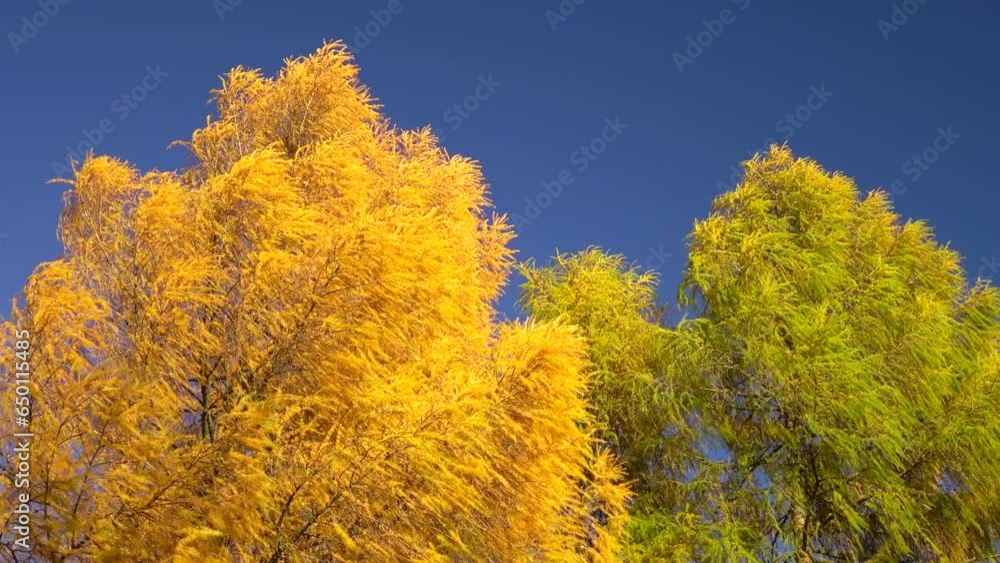 Beautiful golden spruce trees autumns with background blue sky 4K ...