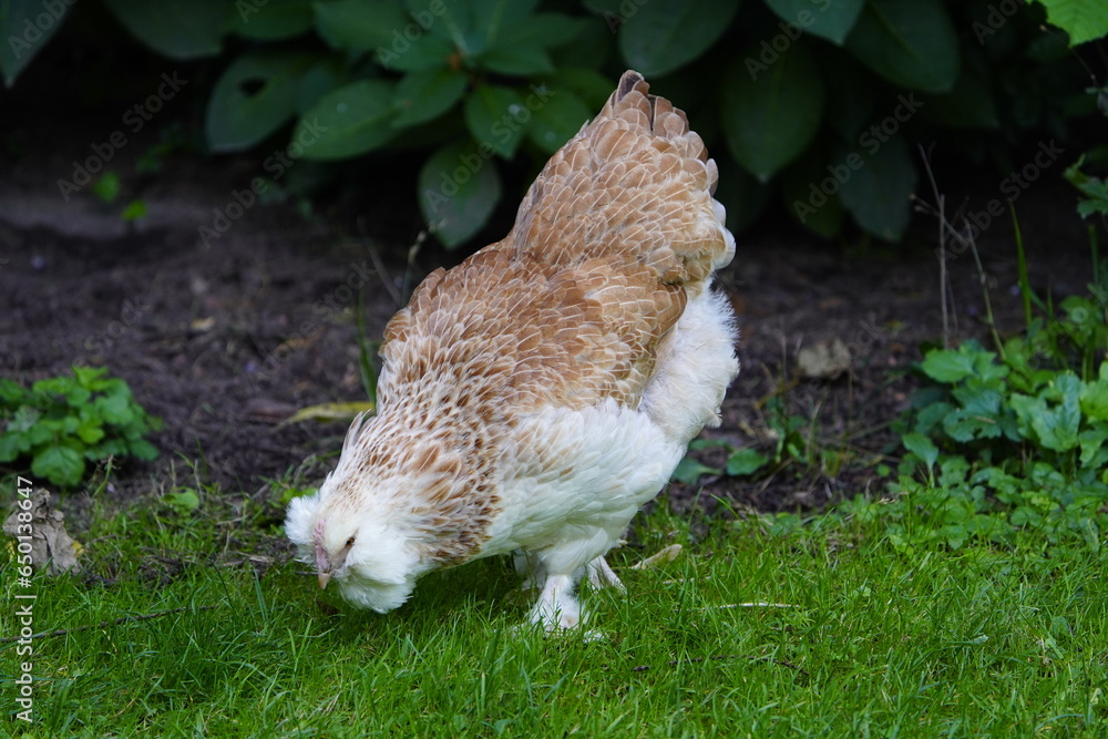 The German salmon chicken is a breed of domestic chicken (Gallus gallus ...