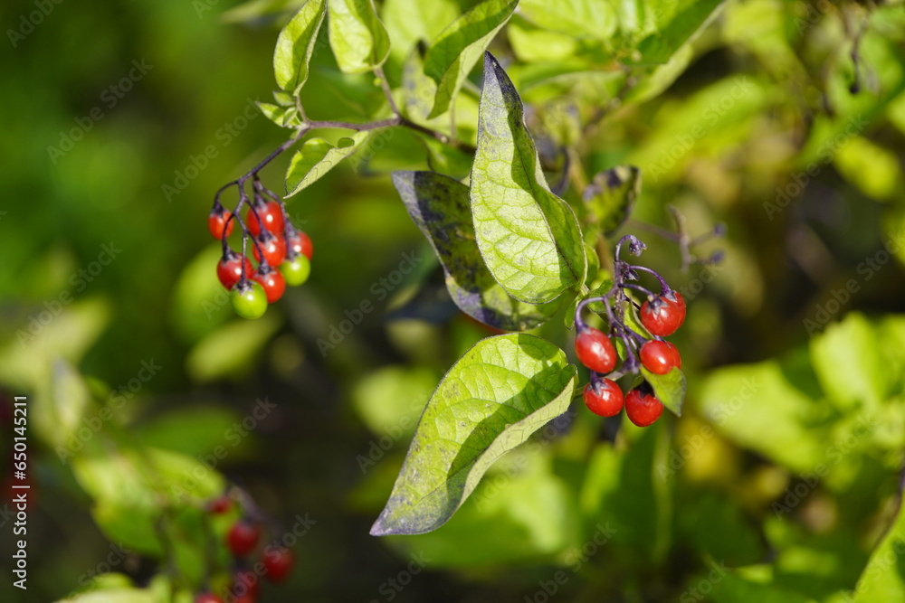 Solanum dulcamara is a species of vine in the genus Solanum (which also ...