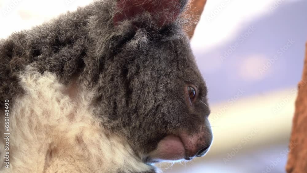 Extreme close up profile head shot of a cute and fluffy koala ...