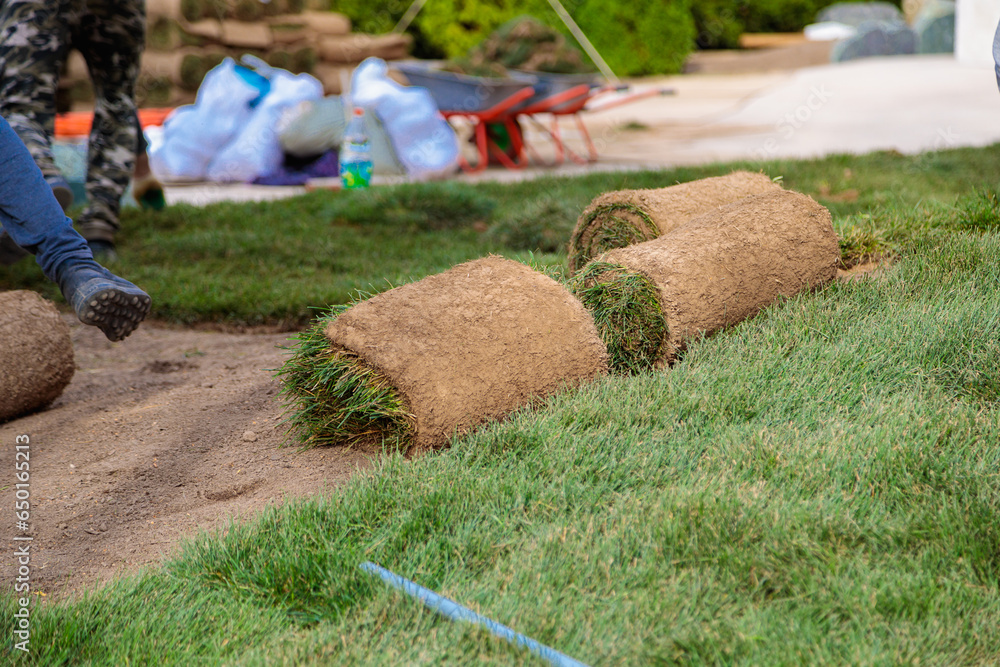 Lawn roll for landscaping the territory. Landscape design. Stock Photo ...