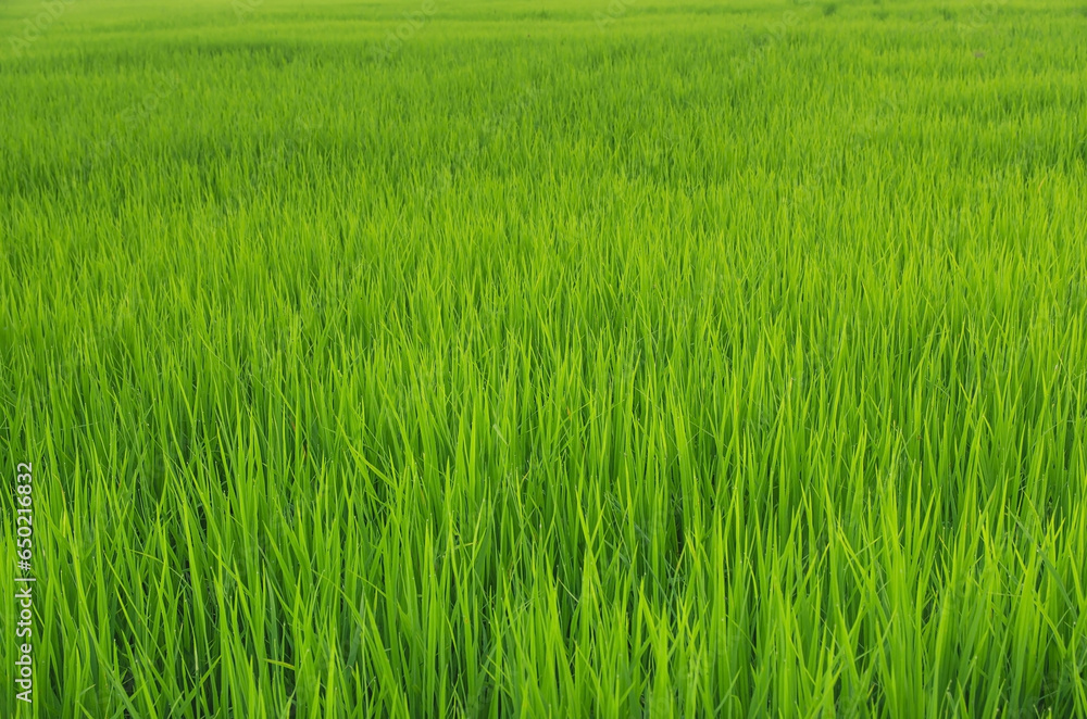 Landscape of green crops and field. Farming of agriculturist with ...