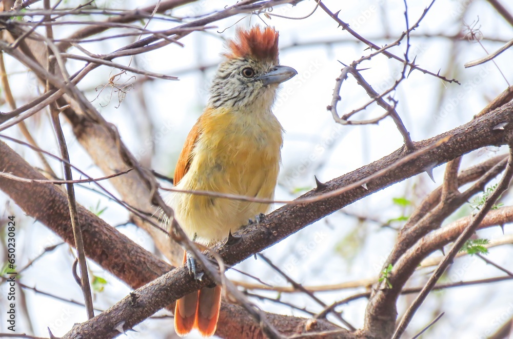 CHOCA BARRADA DO NORDESTE, PÁSSARO CHOCA BARRADA, CHOCA BARRADA ...
