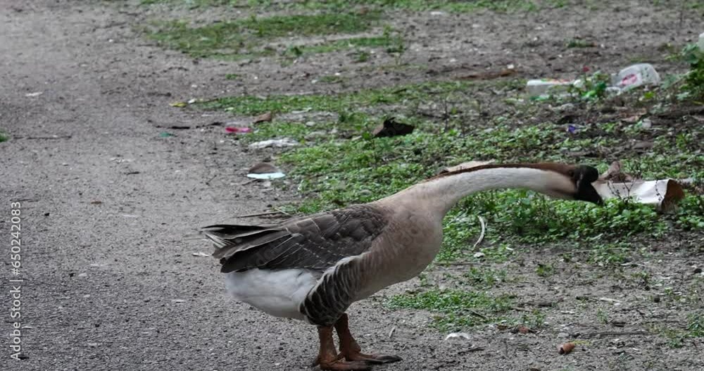Chinese geese swimming in rivers, also known as Swan Geese (Anser ...