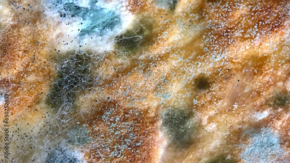 Vidéo Stock Mold on bread close-up macro. Mold on food. Fluffy mold ...