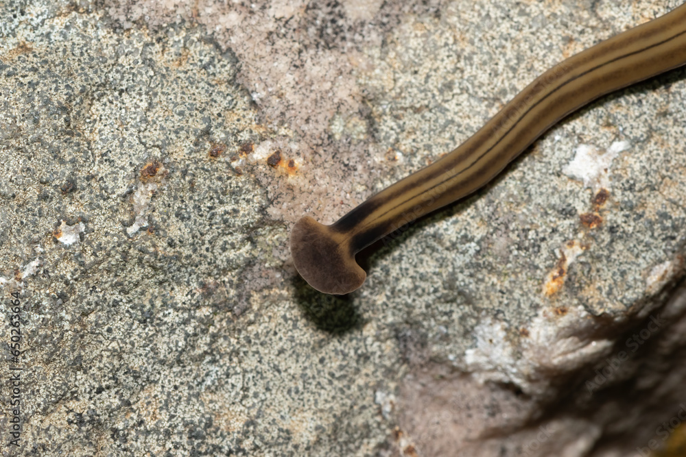 Shovel-headed Garden Worm (Bipalium kewense), also known as the ...