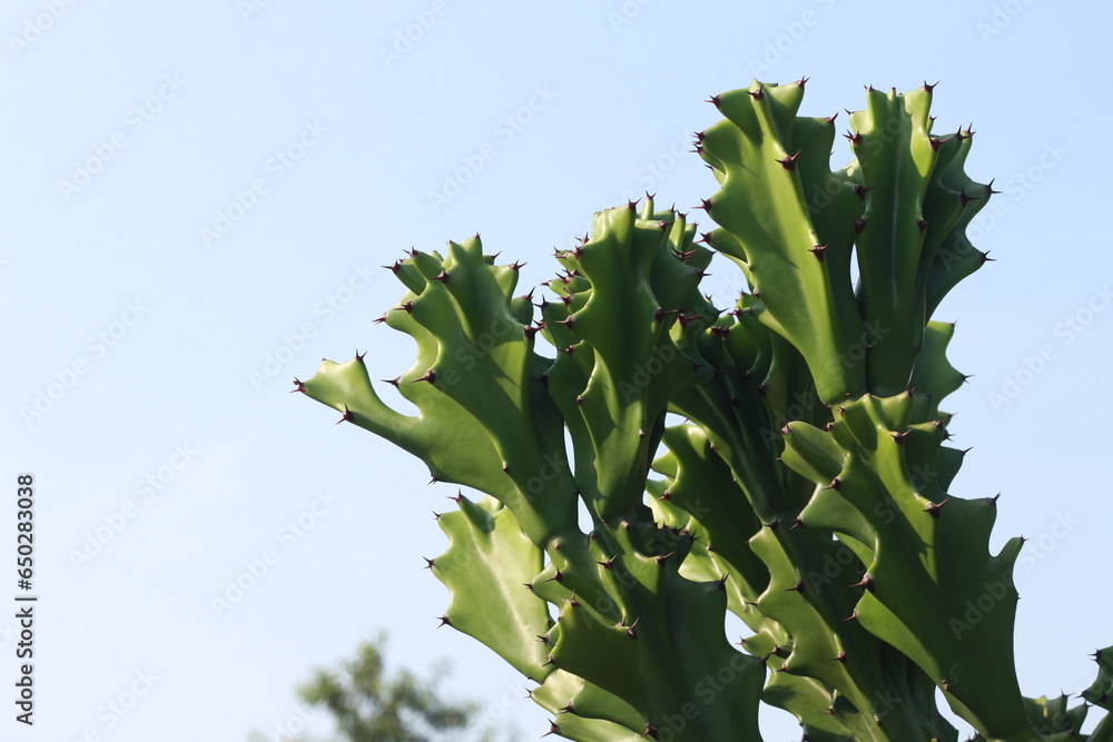 Euphorbia lactea is a species of spurge native to tropical Asia, mainly ...