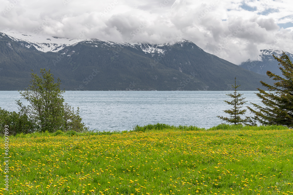 Meadow of dandelions flowering at Kelgaya Point in Chilkat State Park ...