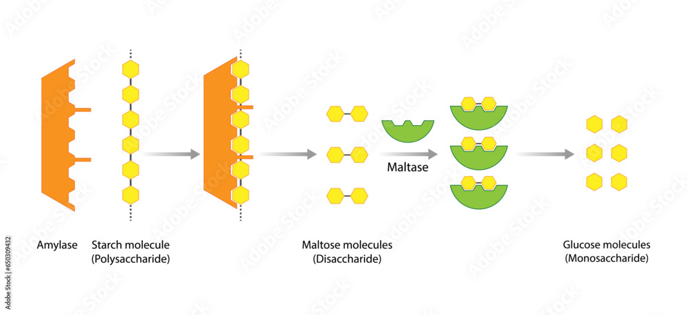 Carbohydrates Digestion. Amylase and Maltase Enzymes catalyze ...