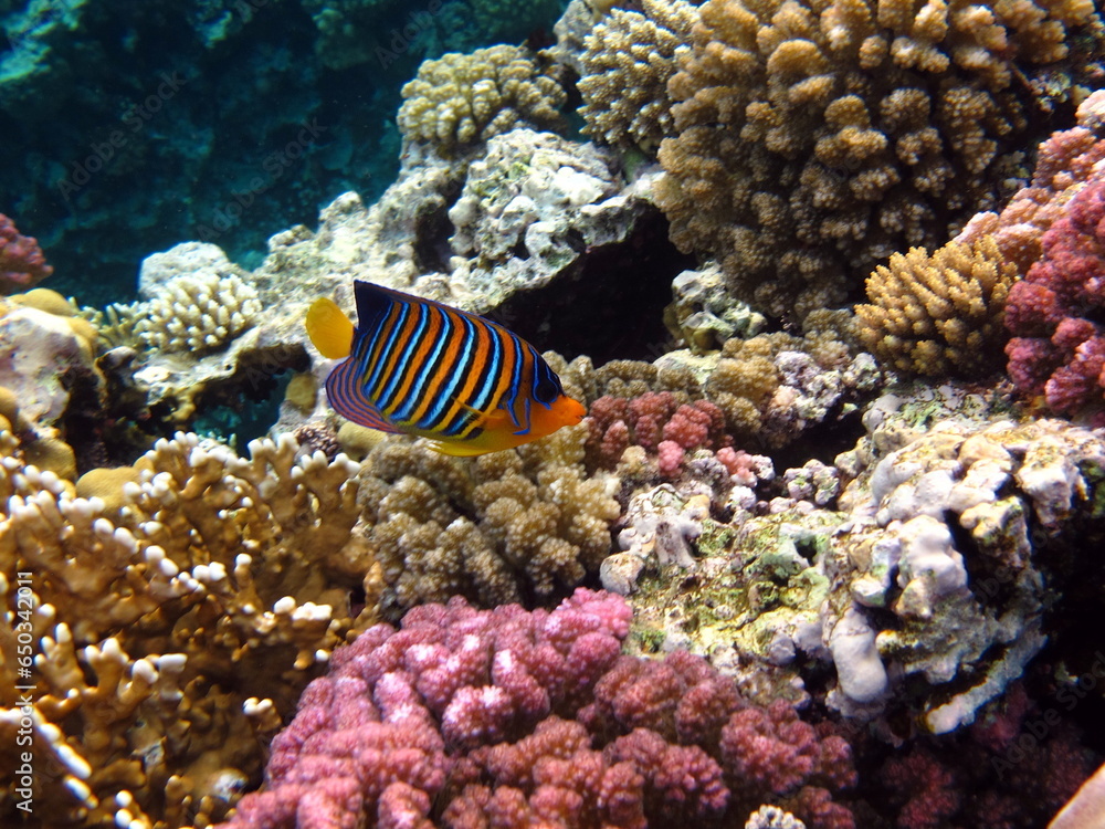 Colorful tropical fish on a coral reef, amazingly beautiful fairy world ...