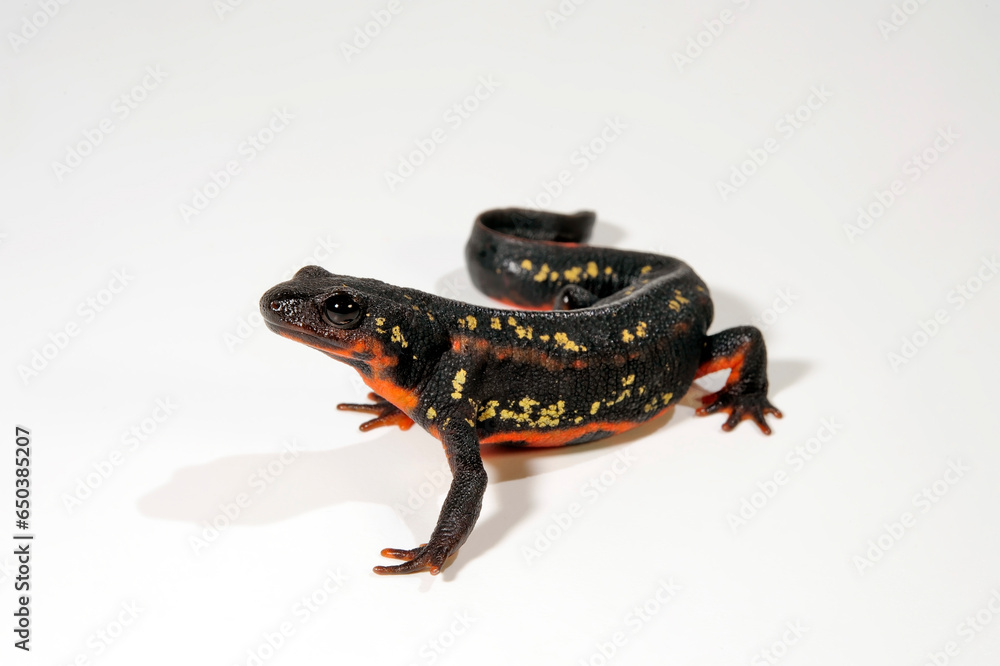 Sword-tail newt // Schwertschwanzmolch (Cynops ensicauda popei) - Japan ...