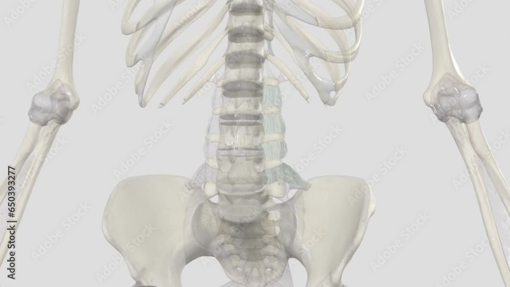 The intertransverse ligaments are weak, sheet-like ligaments ...