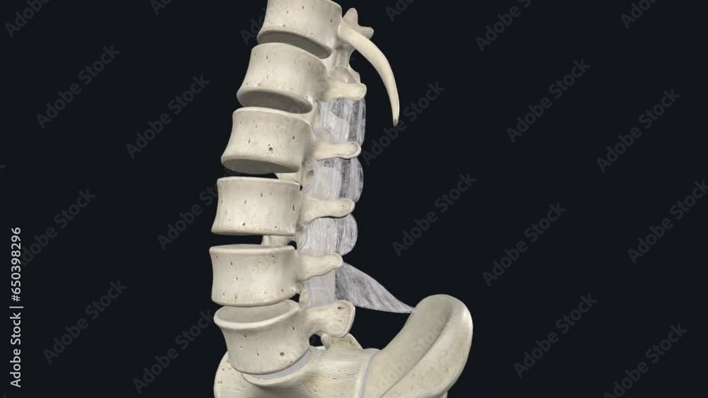 The intertransverse ligaments are weak, sheet-like ligaments ...