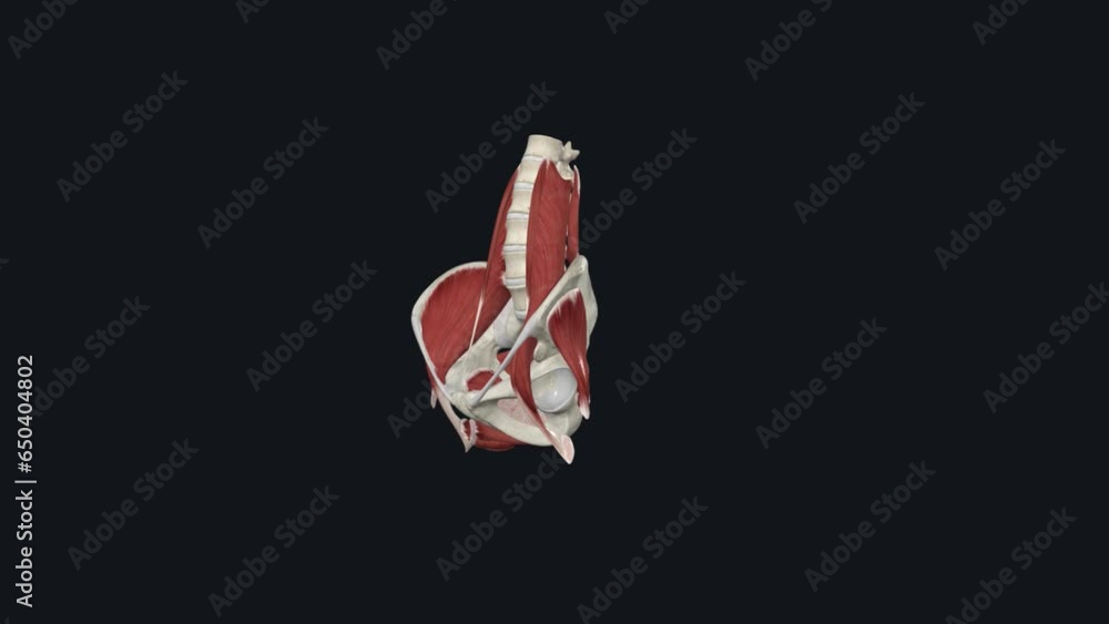 Vidéo Stock Muscles of the Pelvis and Perineum , levator ani, posterior ...