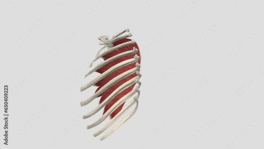 The serratus anterior muscle is a fan-shaped muscle at the lateral wall ...