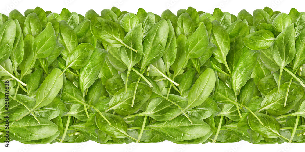 Seamless horizontal pattern made of Spinach leaves. Fresh Green Leaf ...