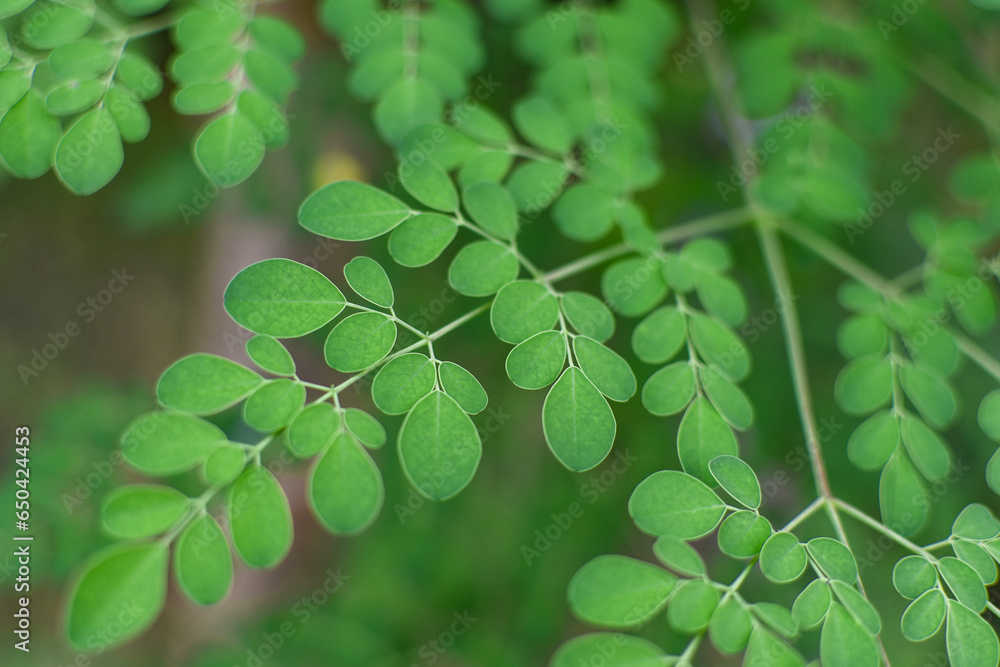 Moringa oleifera leaves or daun kelor with natural soft background for ...