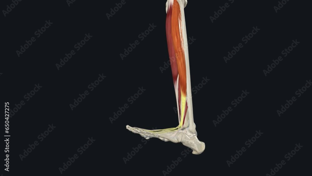 Extensor digitorum longus (EDL muscle) is a feather-like muscle of the ...